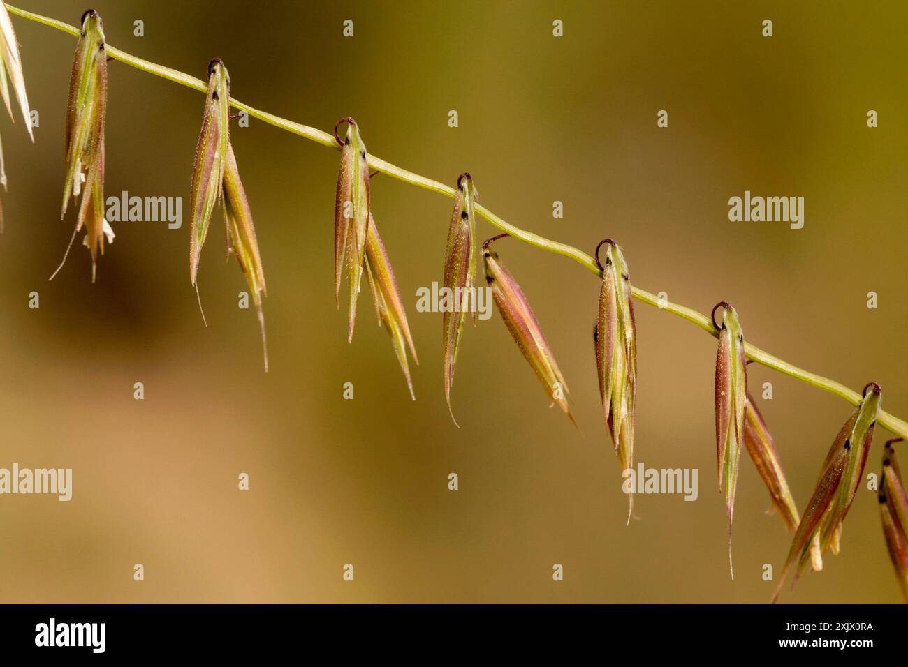 Sideoats Grama (Bouteloua curtipendula) Plantae Stock Photo - Alamy