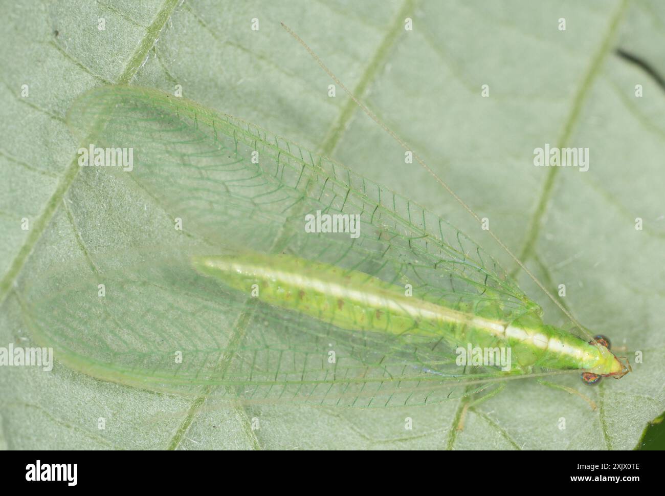 Red-lipped Green Lacewing (Chrysoperla rufilabris) Insecta Stock Photo ...