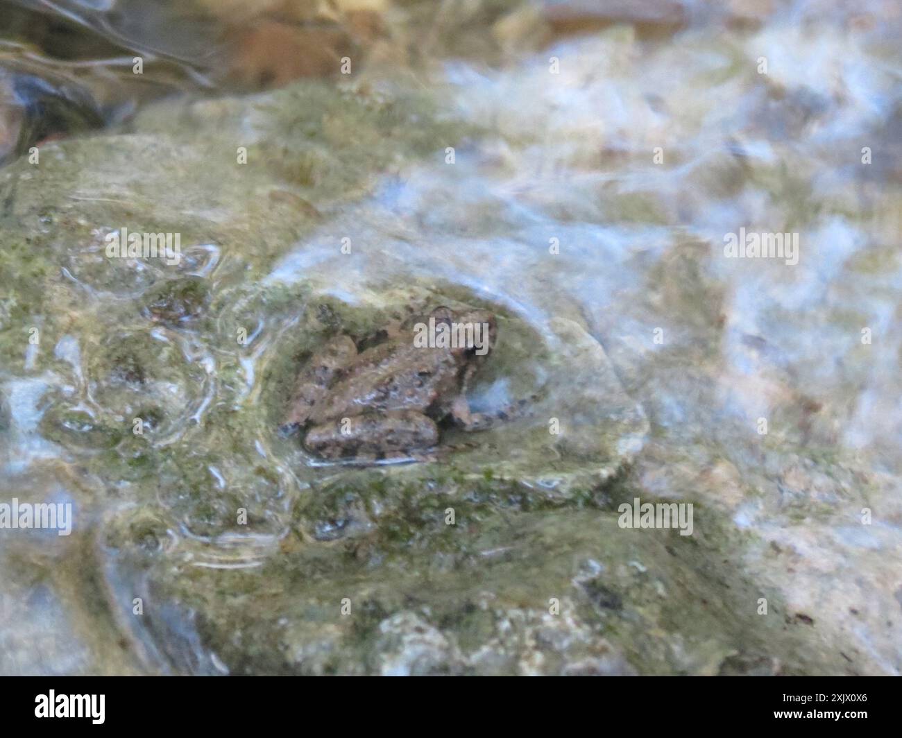 Northern Cricket Frog (Acris crepitans) Amphibia Stock Photo - Alamy