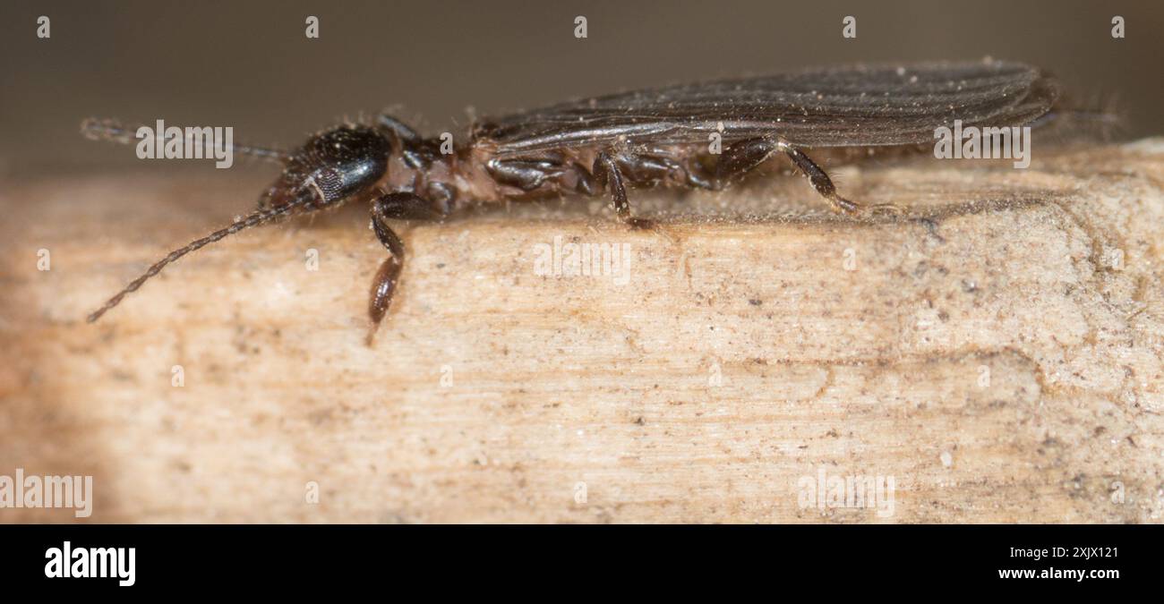 Webspinners (Embioptera) Insecta Stock Photo - Alamy