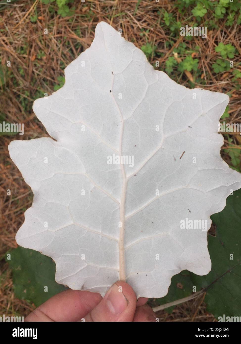 Rangiora (Brachyglottis repanda) Plantae Stock Photo - Alamy