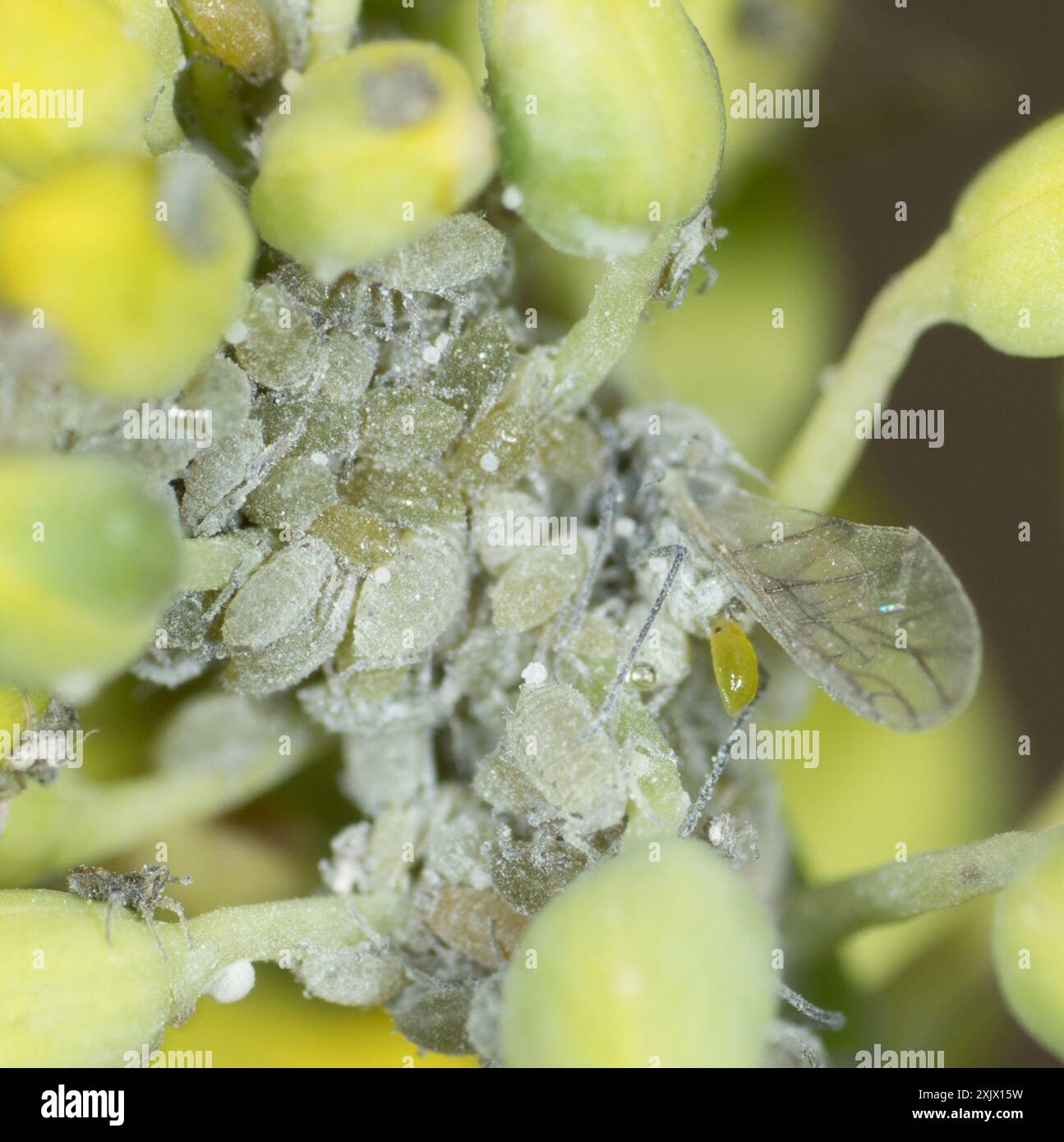 Cabbage Aphid (Brevicoryne brassicae) Insecta Stock Photo - Alamy