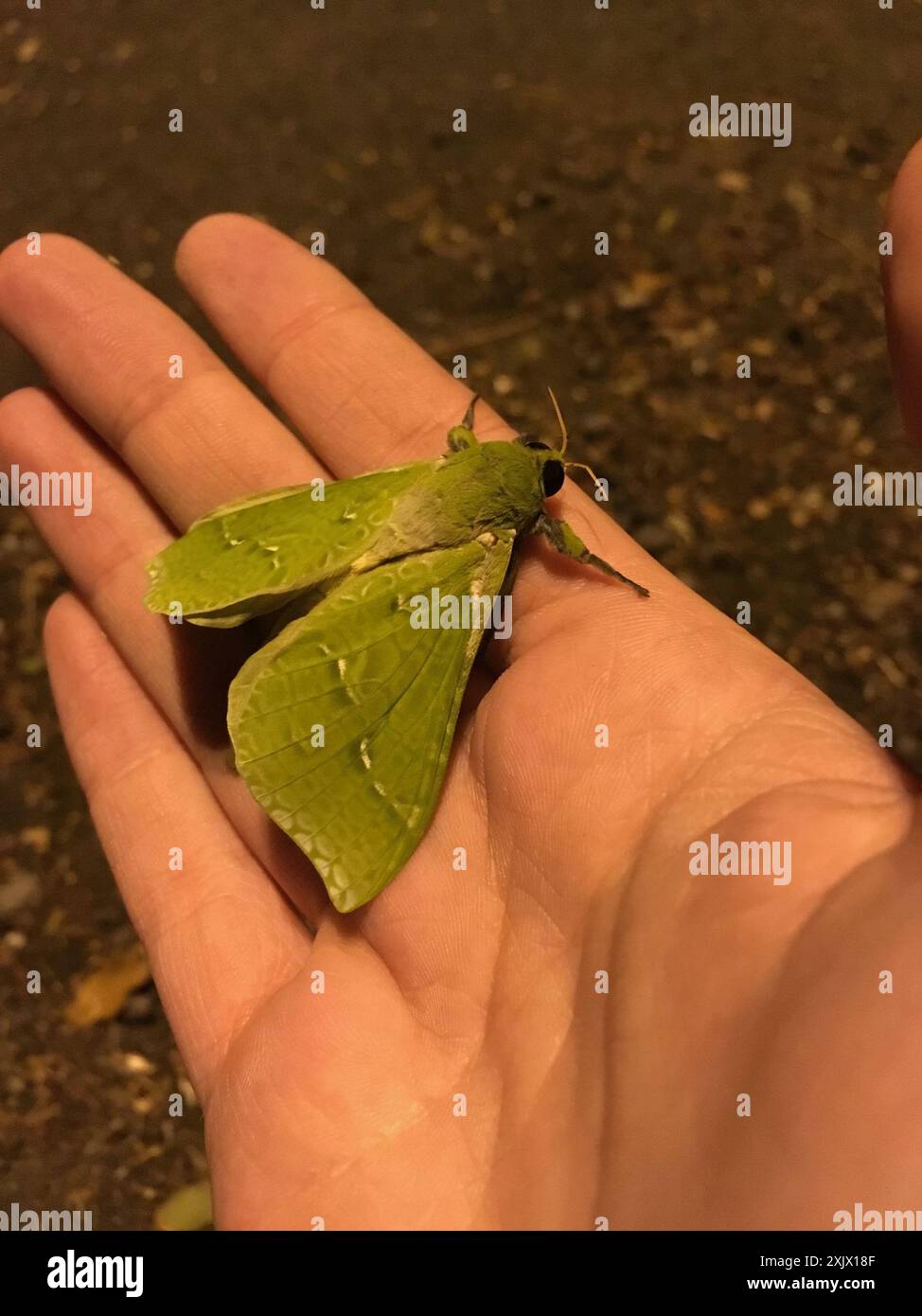 Puriri moth hi-res stock photography and images - Alamy