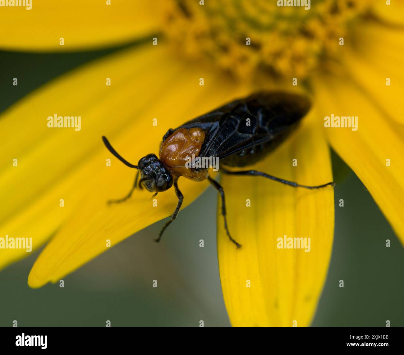 Sawflies, Horntails, and Wood Wasps (Symphyta) Insecta Stock Photo - Alamy