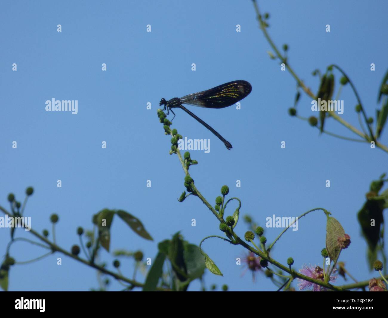 Polythore gigantea hi-res stock photography and images - Alamy