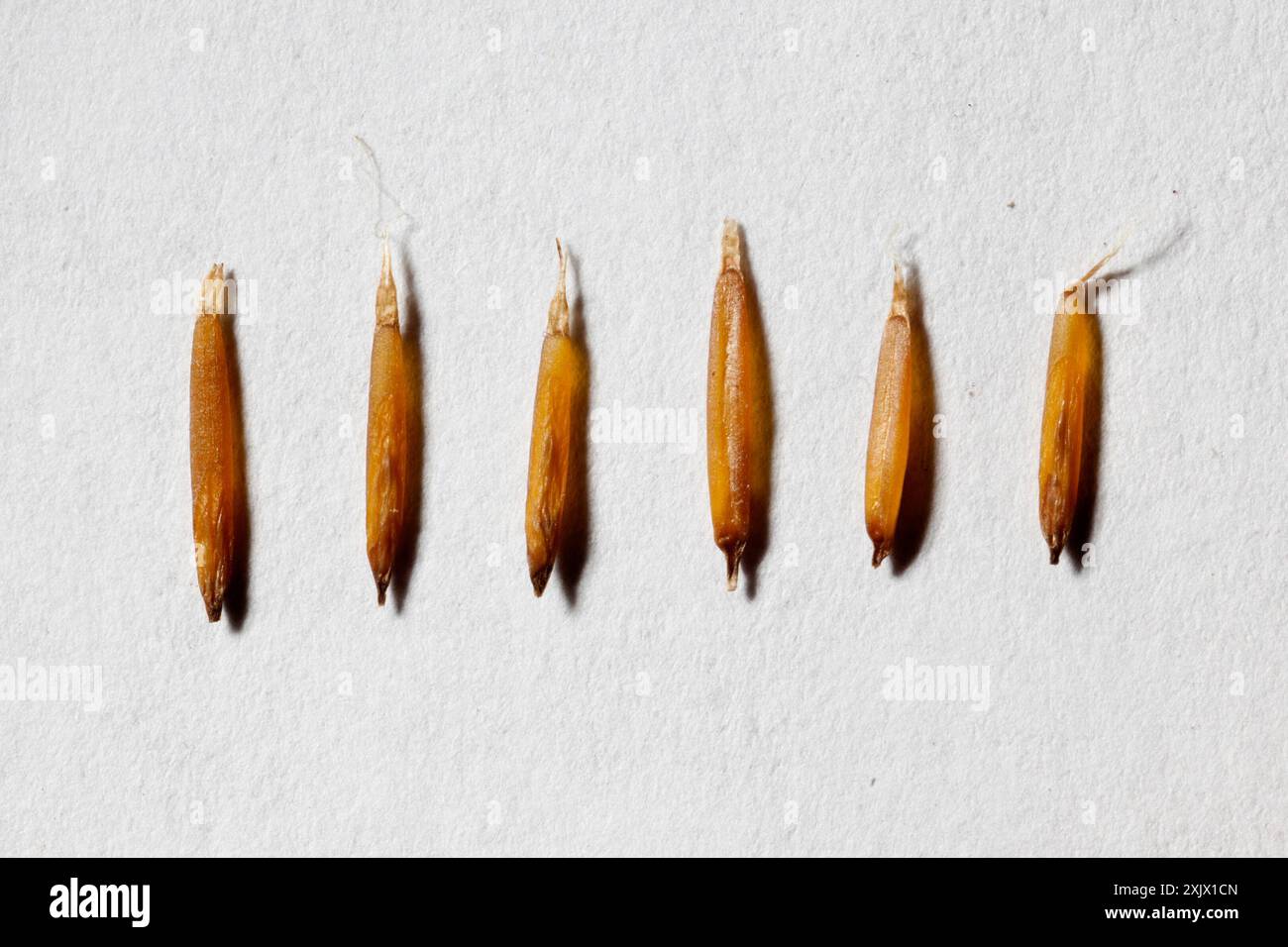 burrograss (Scleropogon brevifolius) Plantae Stock Photo - Alamy