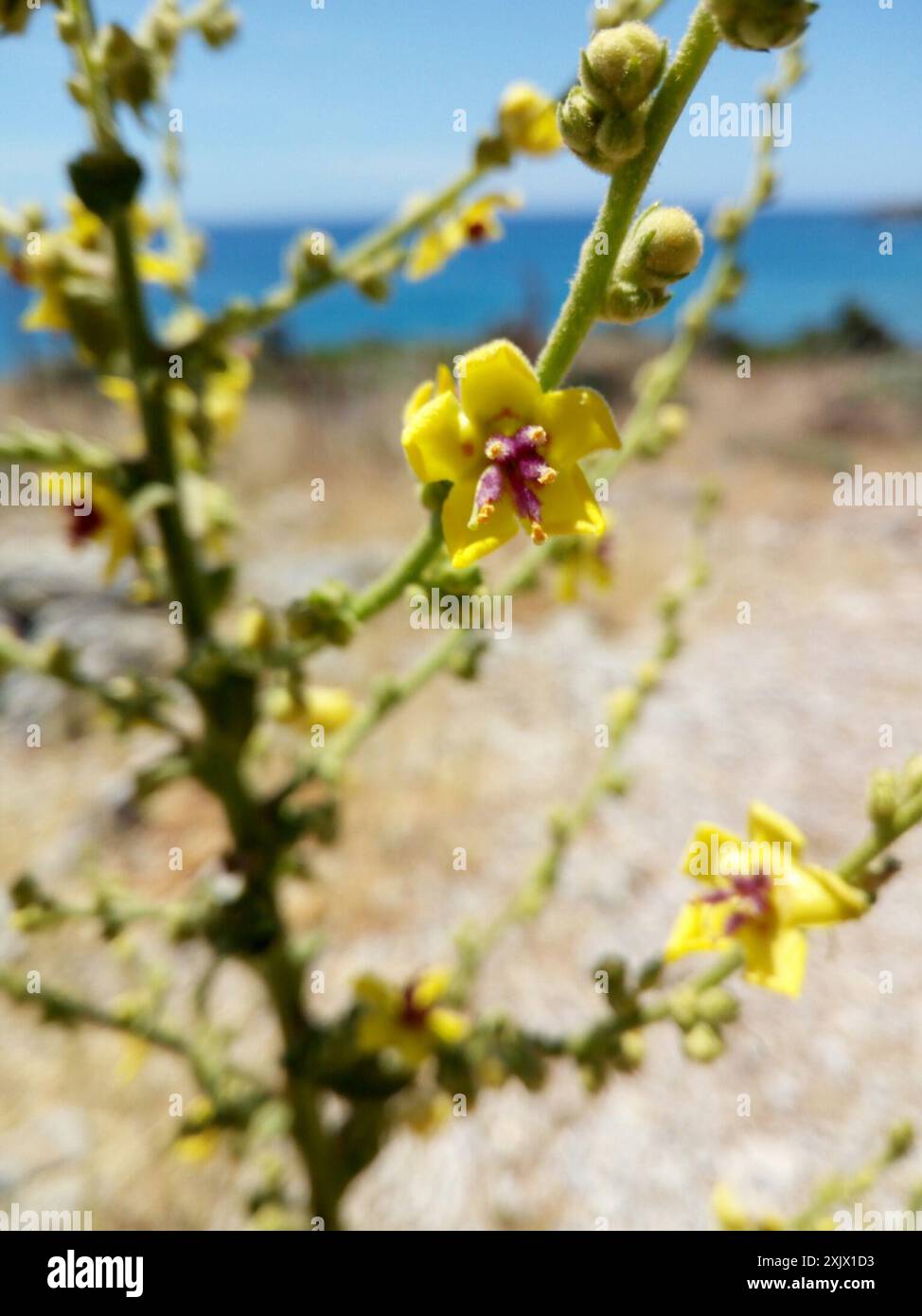 Mullein verbascum sinuatum hi-res stock photography and images - Alamy