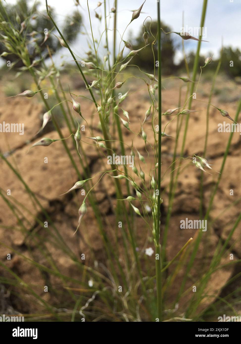 Sand Ricegrass (Eriocoma hymenoides) Plantae Stock Photo - Alamy
