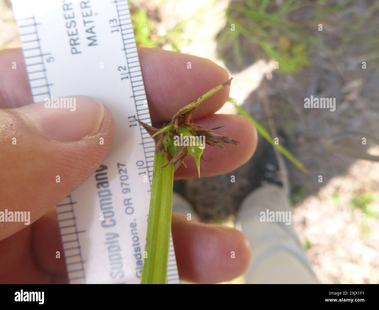 Whip Nutrush (Scleria triglomerata) Plantae Stock Photo - Alamy