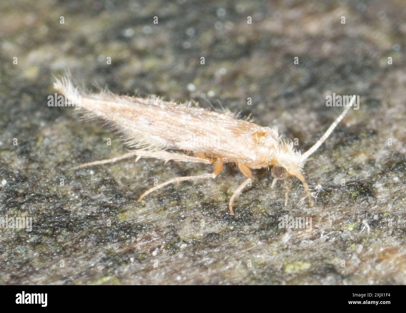 Microcaddisflies (Hydroptilidae) Insecta Stock Photo - Alamy