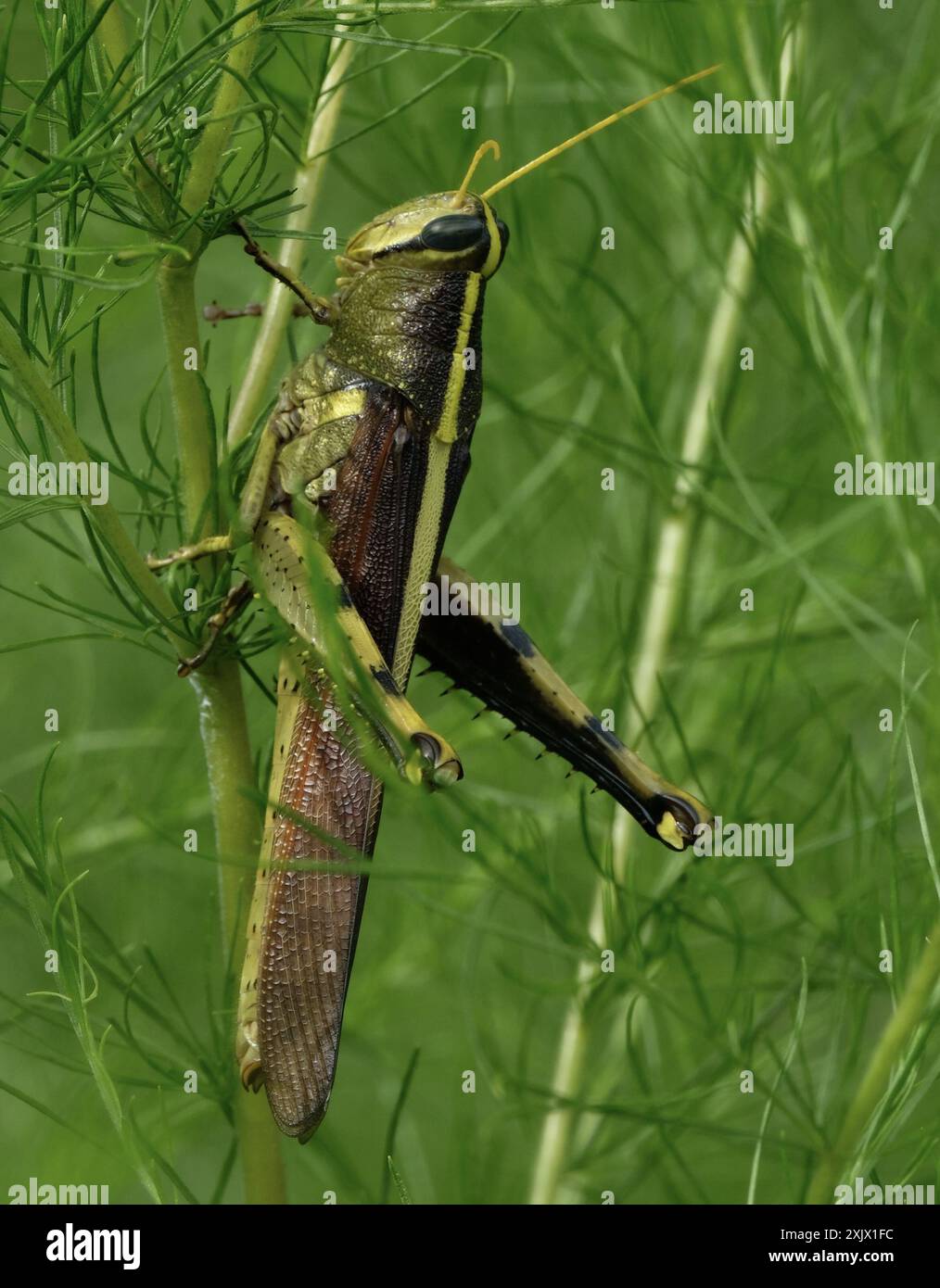 Obscure Bird Grasshopper (Schistocerca obscura) Insecta Stock Photo - Alamy