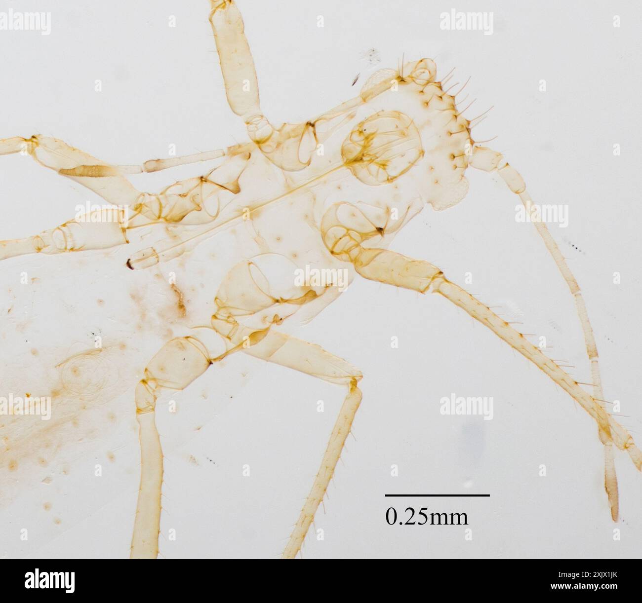 Pine Needle Aphids (Eulachnus) Insecta Stock Photo - Alamy