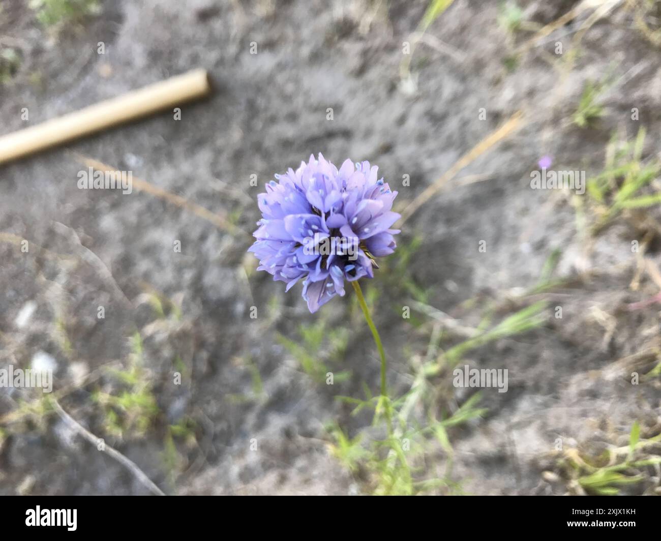 bluehead gilia (Gilia capitata) Plantae Stock Photo - Alamy