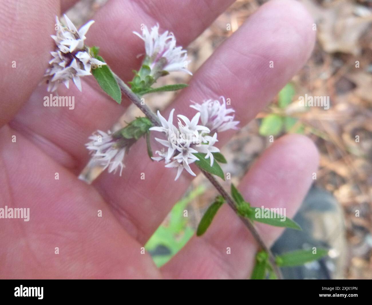 Appalachian blazing star (Liatris squarrulosa) Plantae Stock Photo - Alamy