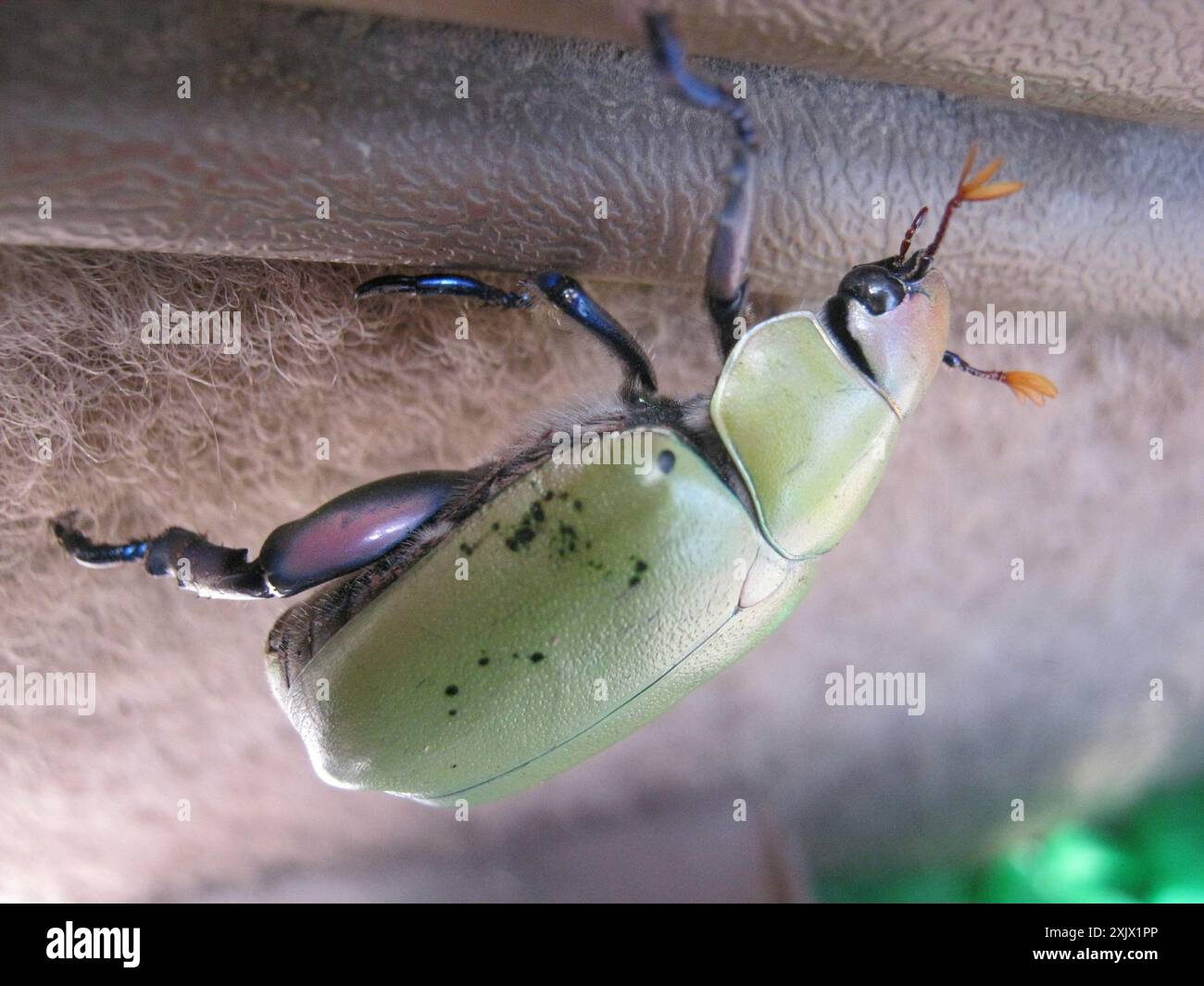 Chrysina hi-res stock photography and images - Alamy