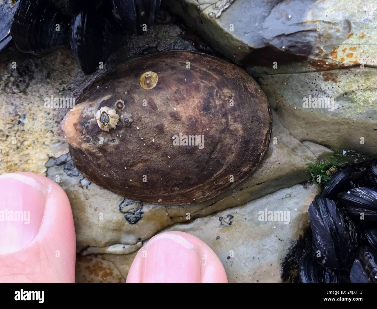 Owl Limpet (Lottia gigantea) Mollusca Stock Photo - Alamy