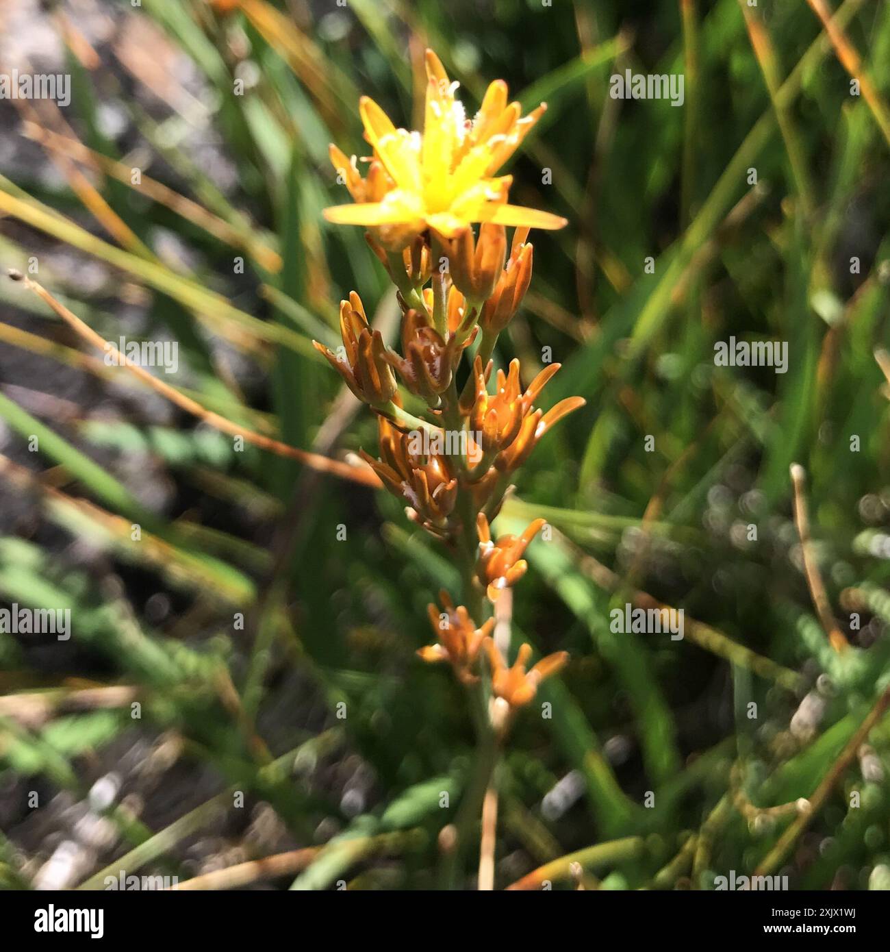 bog asphodel (Narthecium ossifragum) Plantae Stock Photo - Alamy