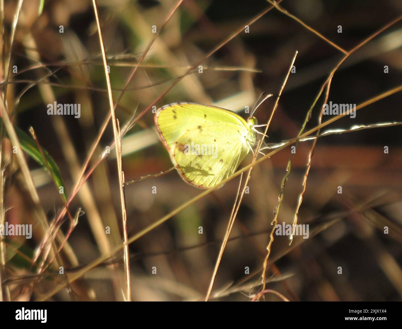 Little Yellow (Pyrisitia lisa) Insecta Stock Photo - Alamy