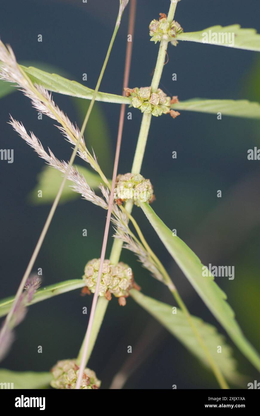 northern bugleweed (Lycopus uniflorus) Plantae Stock Photo - Alamy