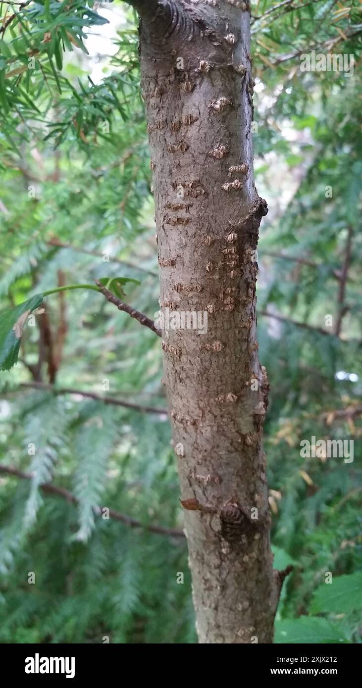 green alder (Alnus alnobetula) Plantae Stock Photo - Alamy