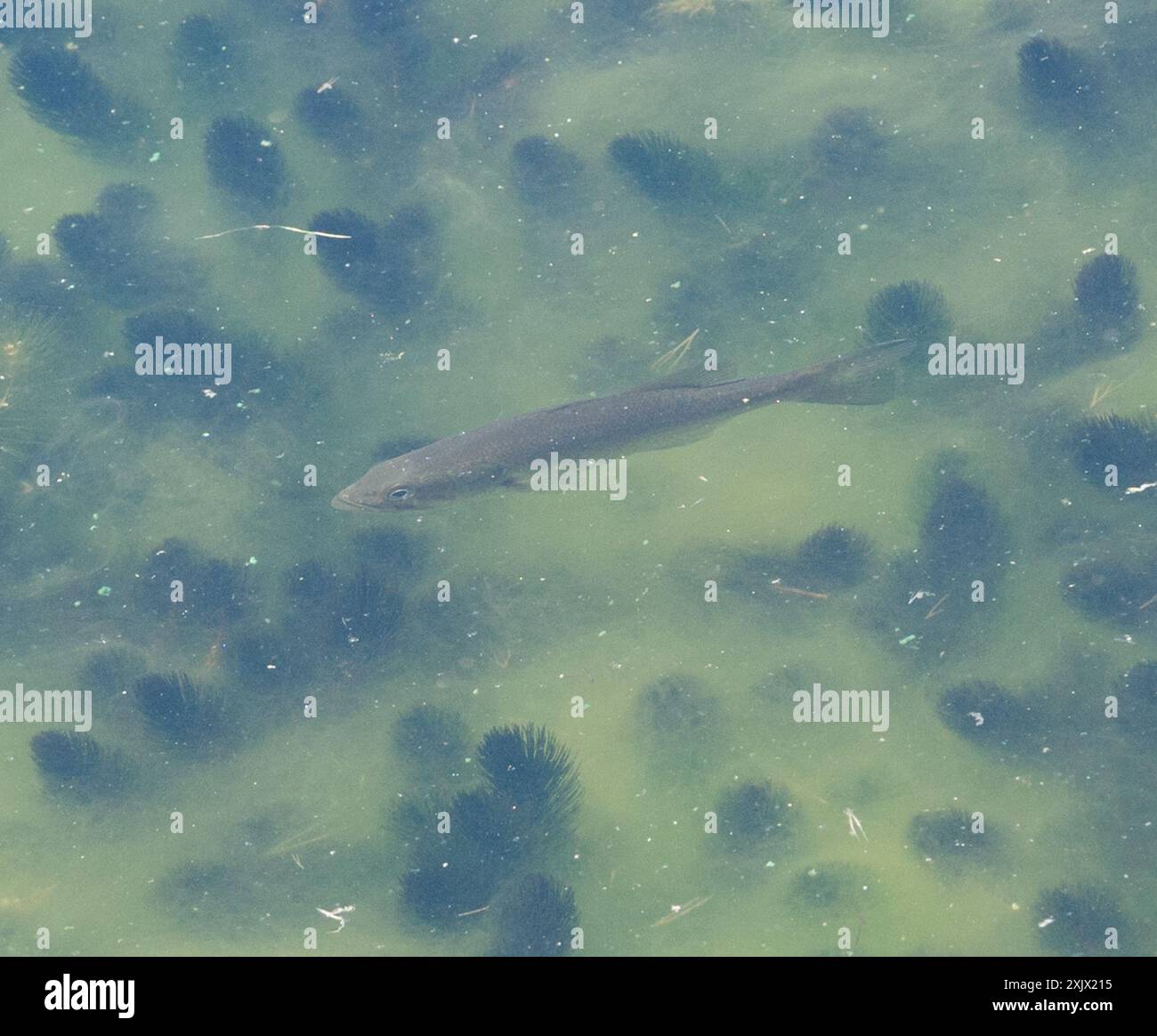 Black Basses (Micropterus) Actinopterygii Stock Photo - Alamy