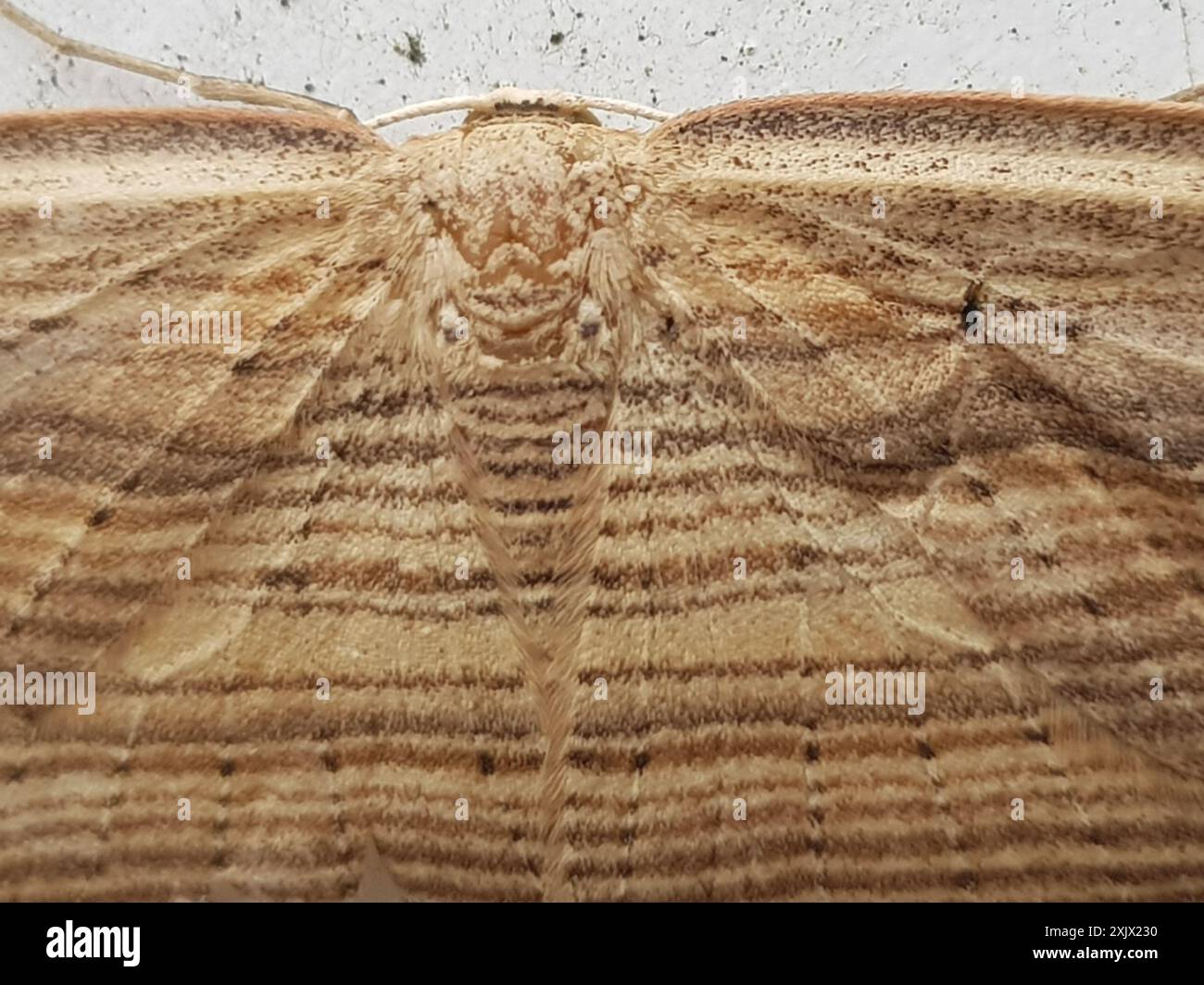 Cabbage tree moth (Epiphryne verriculata) Insecta Stock Photo - Alamy