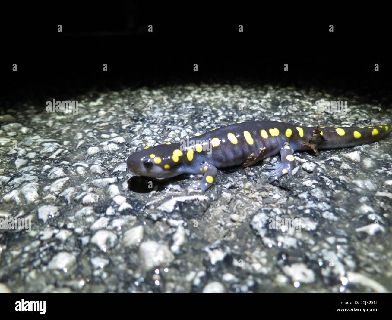Spotted Salamander (Ambystoma maculatum) Amphibia Stock Photo - Alamy
