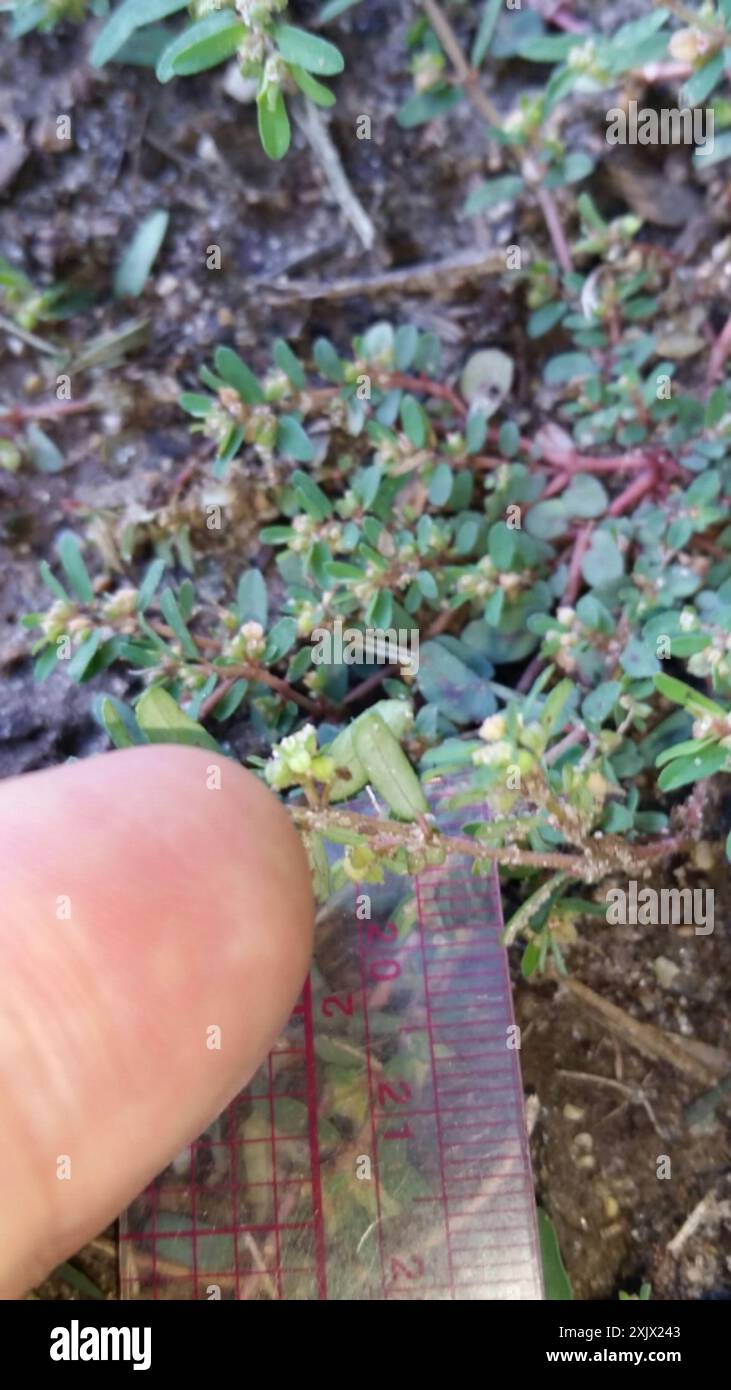 Spotted spurge (Euphorbia maculata) Plantae Stock Photo - Alamy