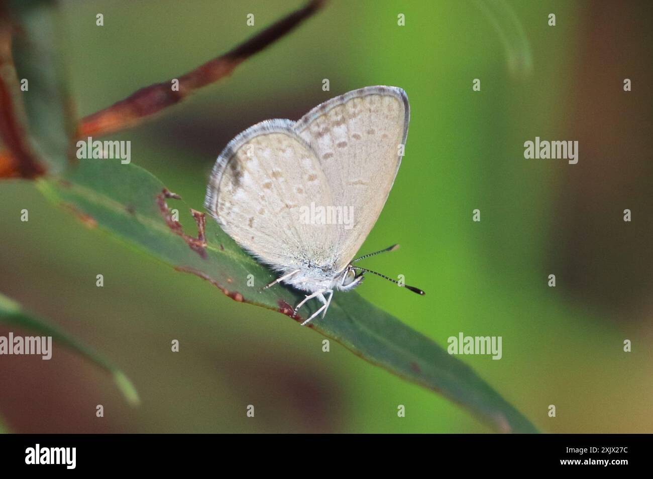 Common Grass-blue (Zizina otis labradus) Insecta Stock Photo - Alamy