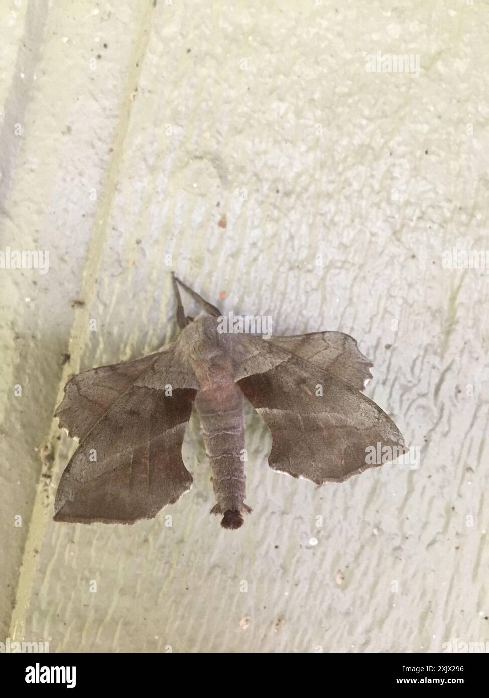 Walnut Sphinx (Amorpha juglandis) Insecta Stock Photo - Alamy