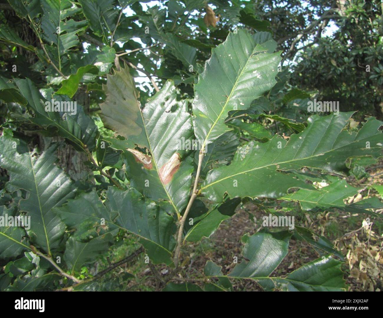 Chinese chestnut (Castanea mollissima) Plantae Stock Photo - Alamy