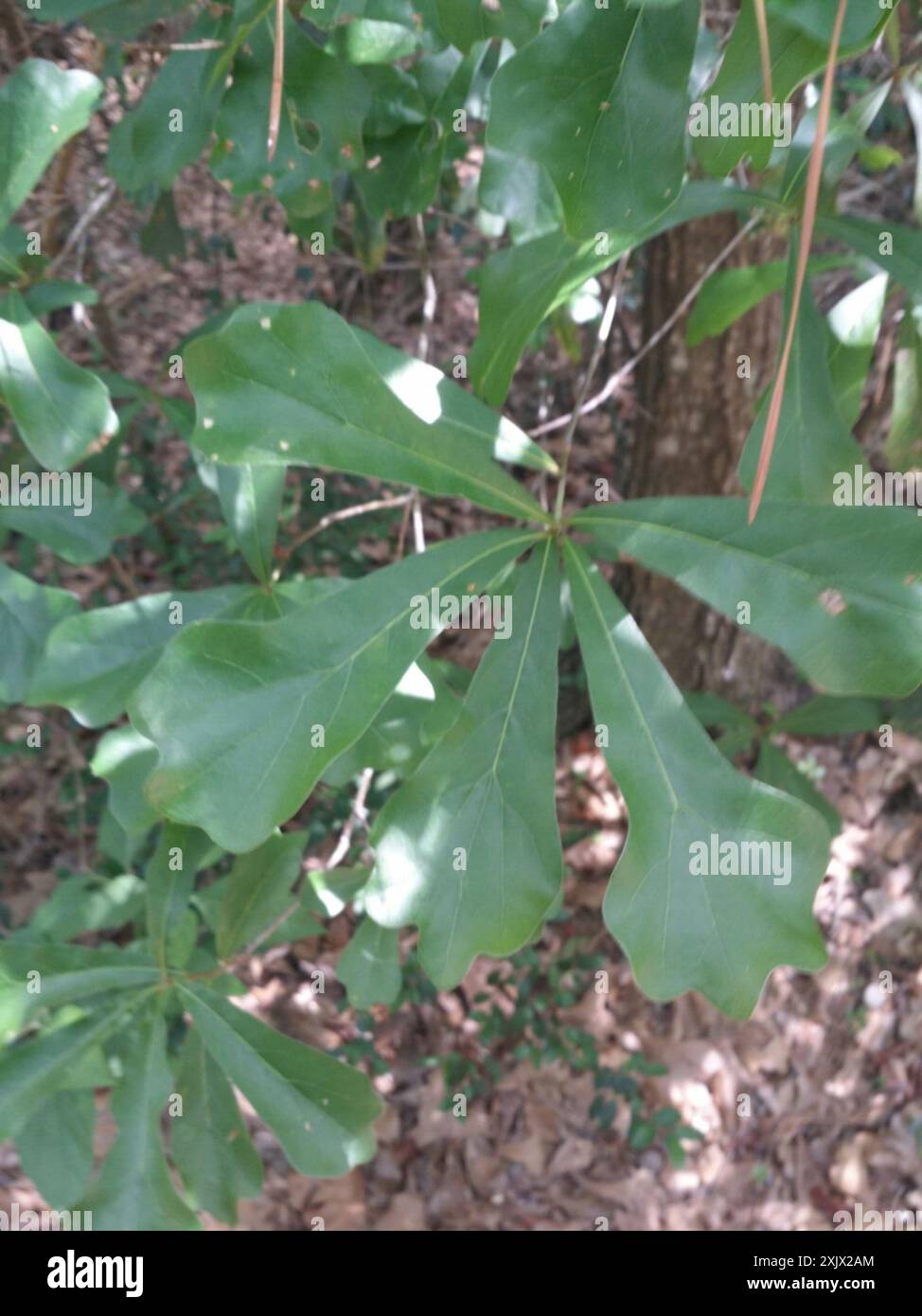 water oak (Quercus nigra) Plantae Stock Photo - Alamy