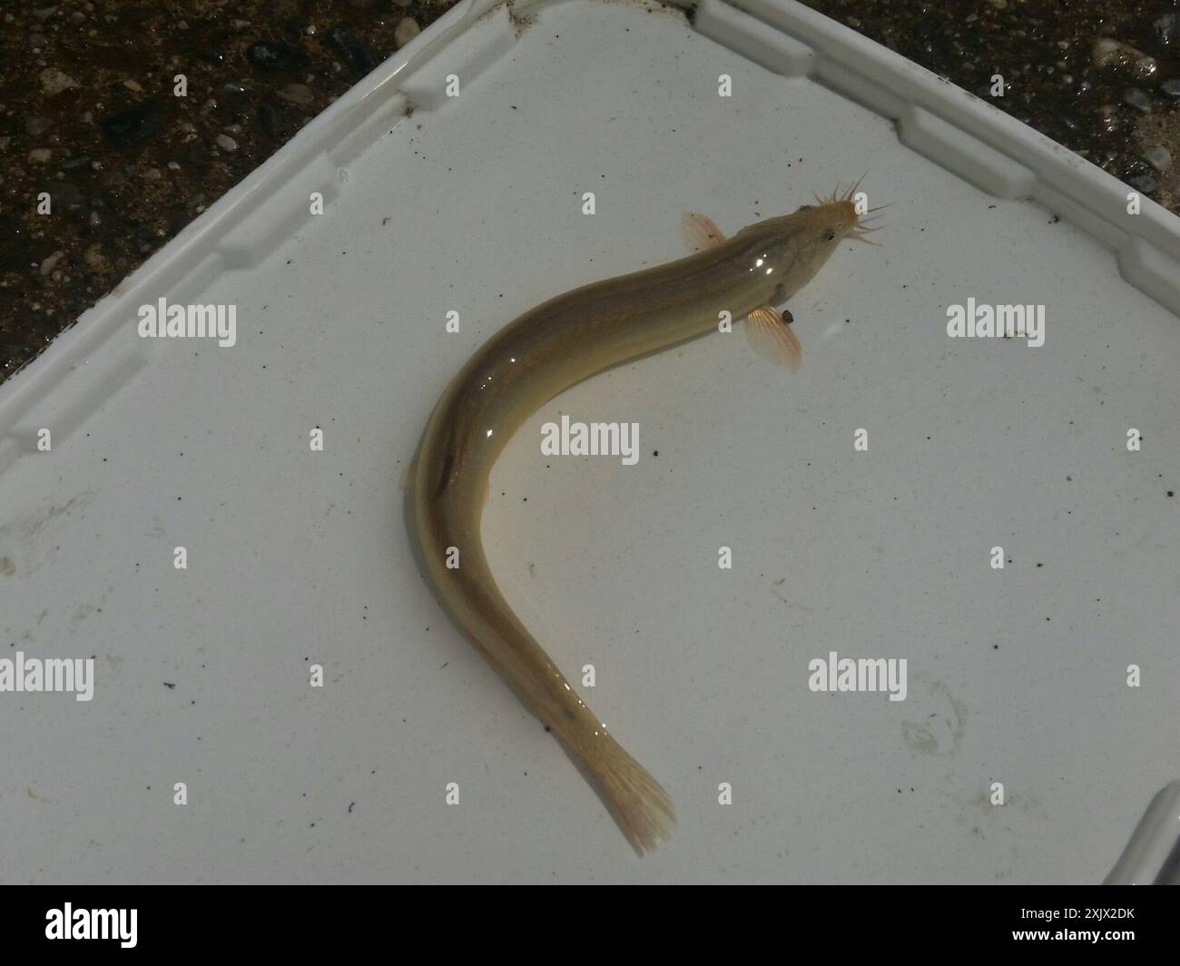 Oriental Weatherfish (Misgurnus anguillicaudatus) Actinopterygii Stock ...