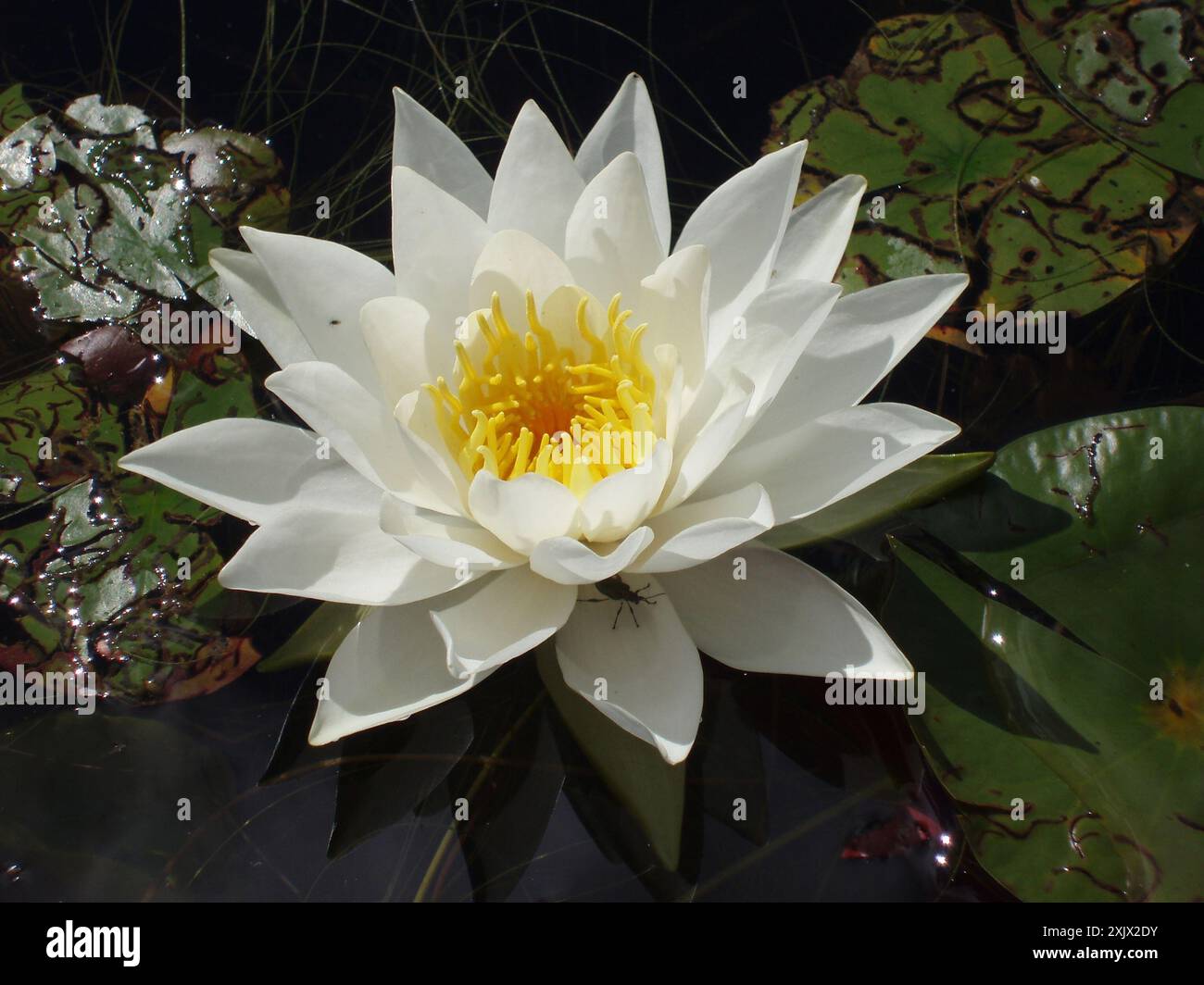 American white waterlily (Nymphaea odorata) Plantae Stock Photo - Alamy