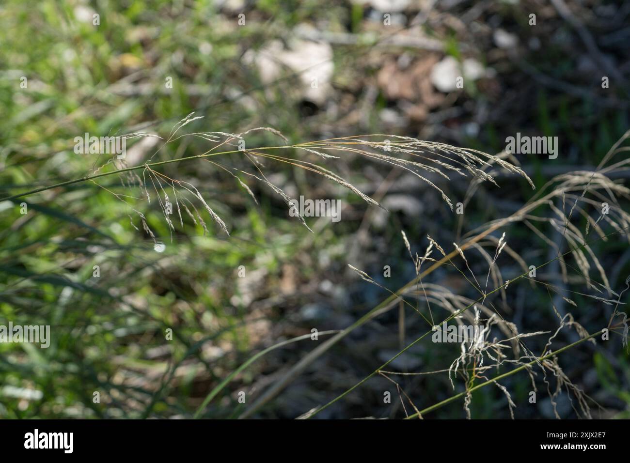 Smilo Grass (Oloptum miliaceum) Plantae Stock Photo - Alamy