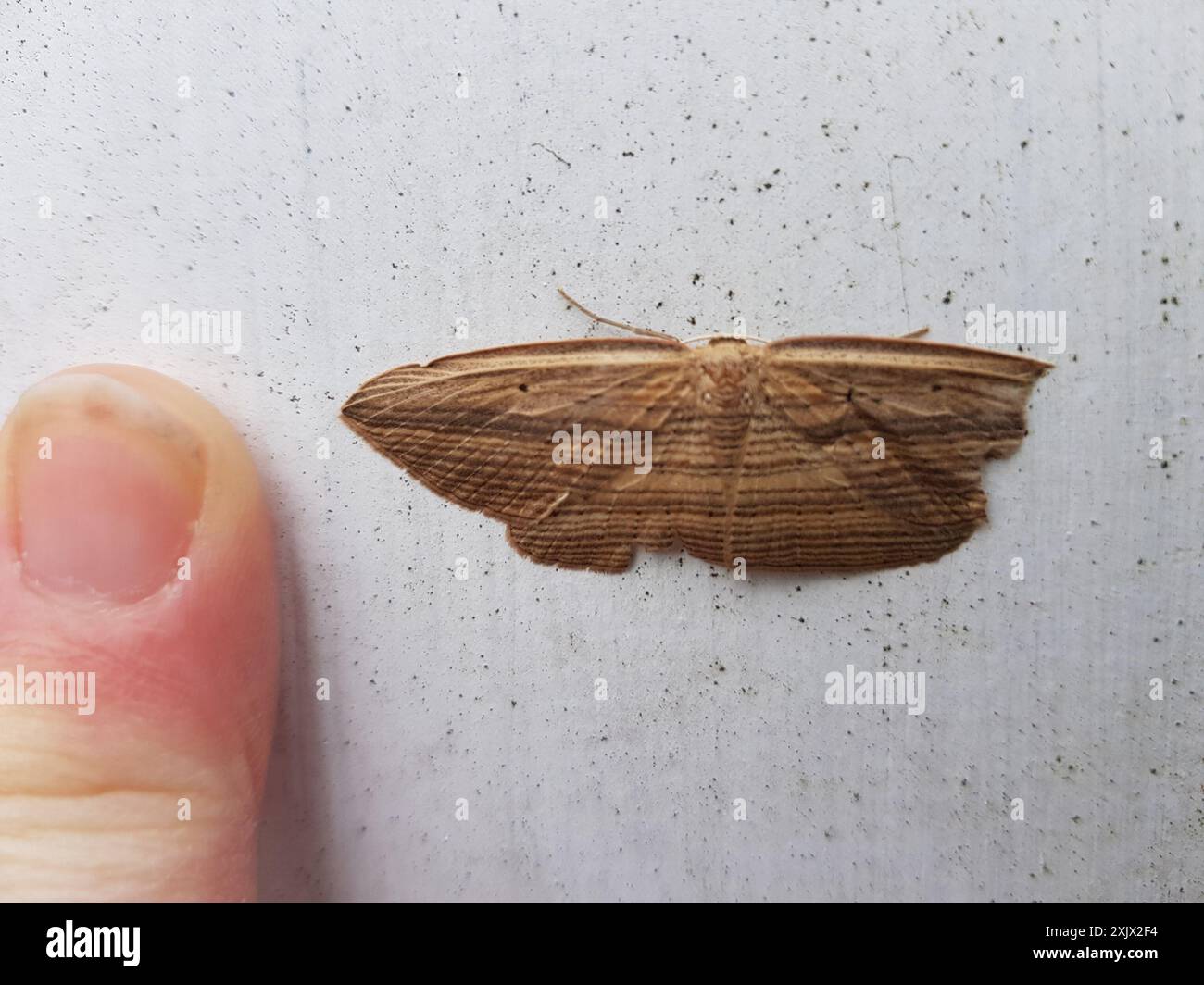 Cabbage tree moth (Epiphryne verriculata) Insecta Stock Photo - Alamy
