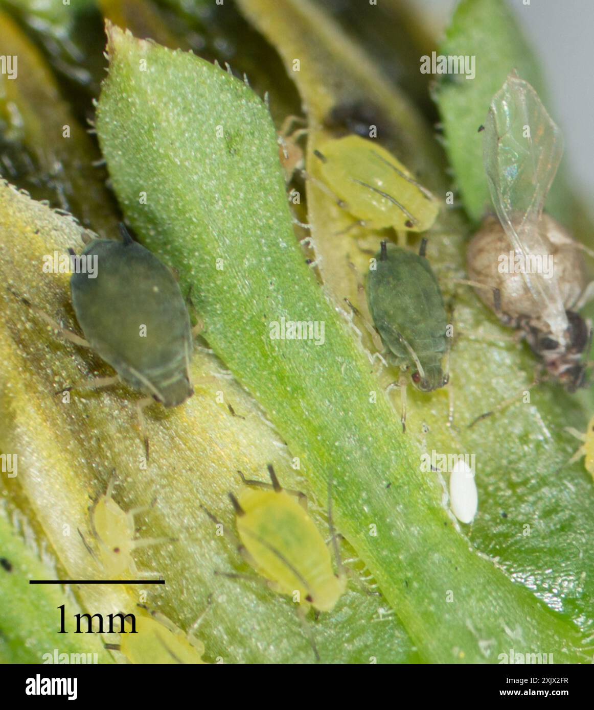Melon aphid hi-res stock photography and images - Alamy