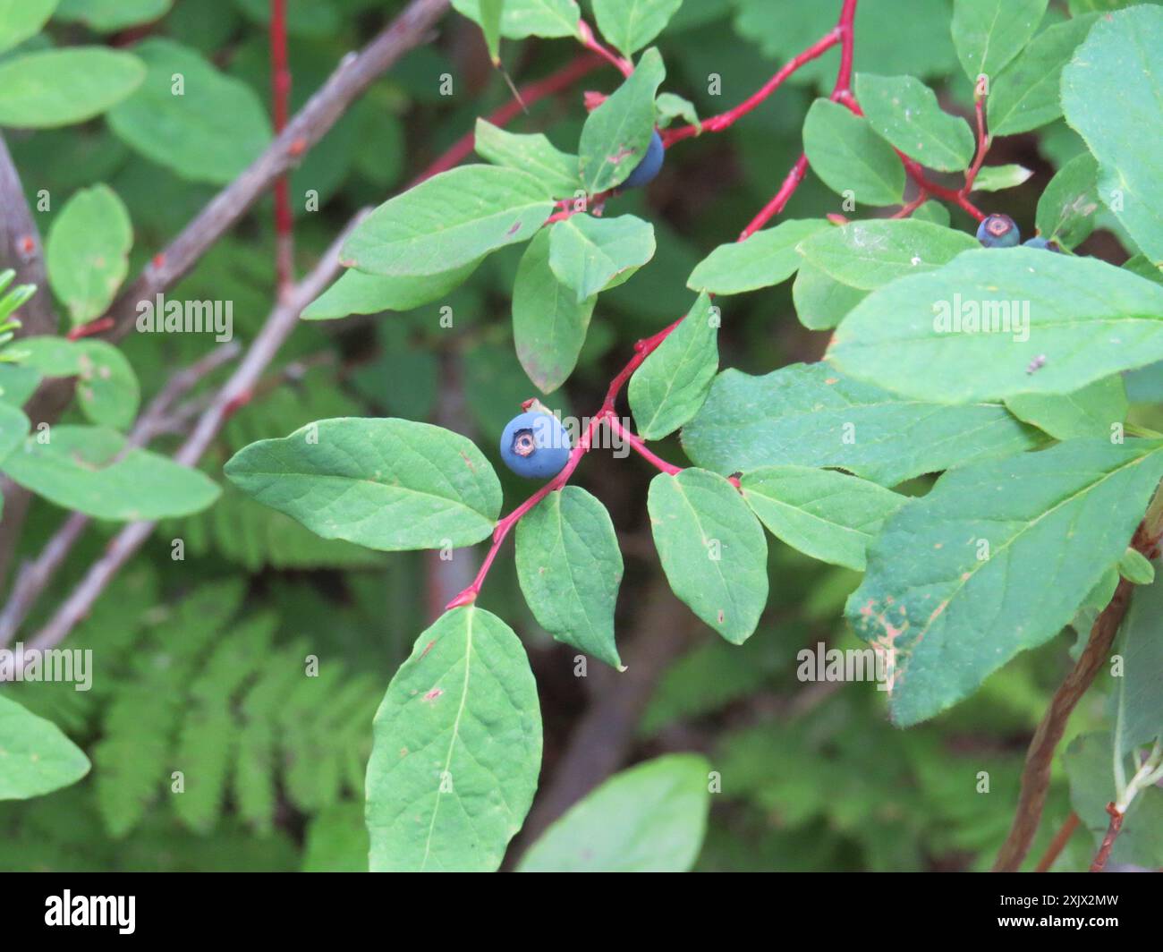 Oval-leaf Blueberry (Vaccinium ovalifolium) Plantae Stock Photo - Alamy