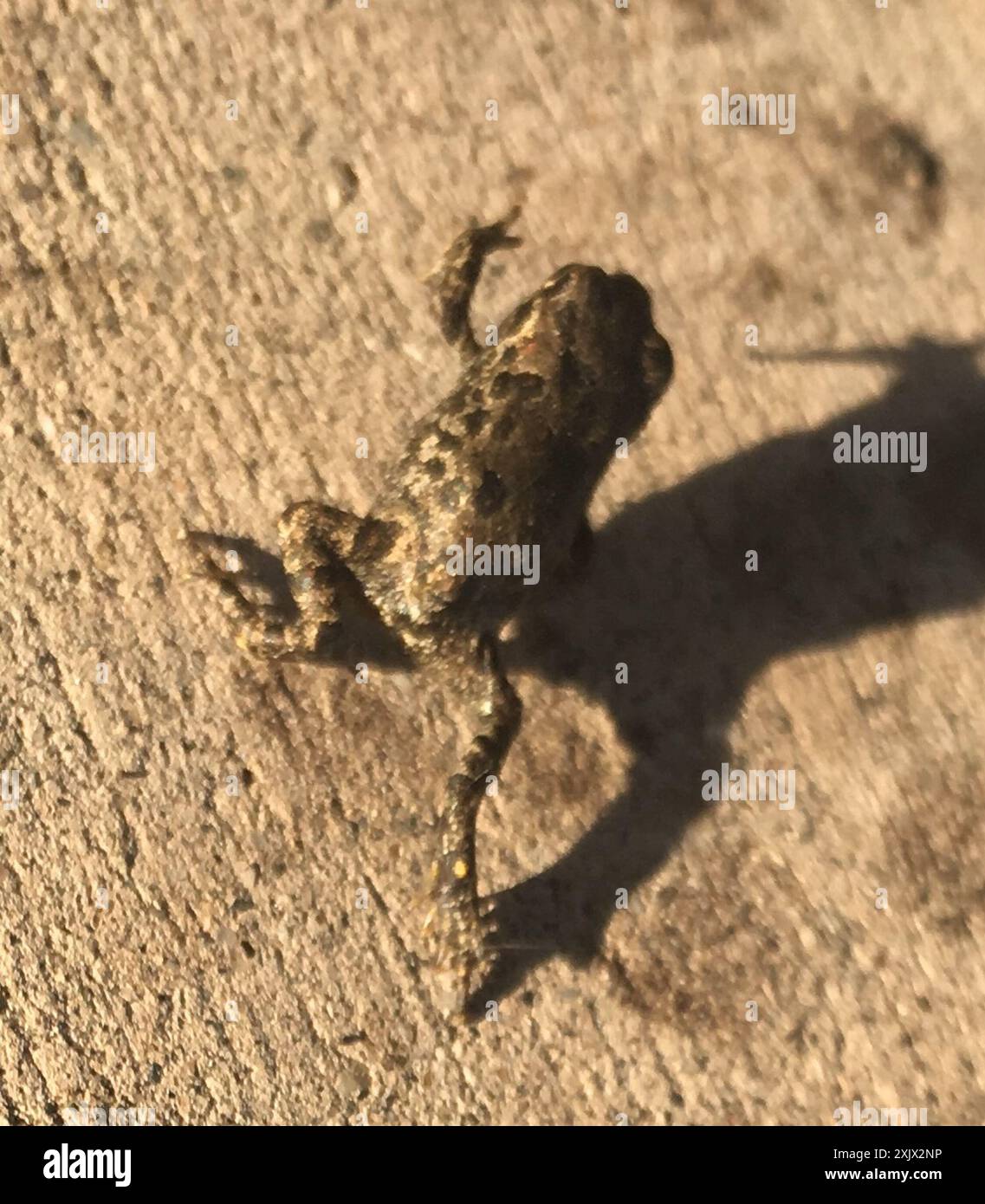 California Toad (Anaxyrus boreas halophilus) Amphibia Stock Photo - Alamy