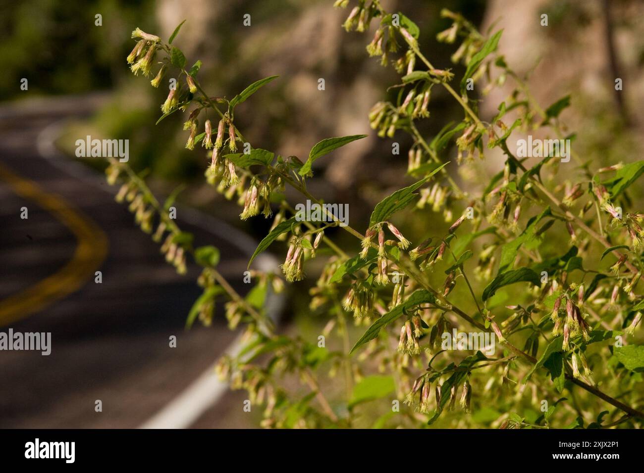 stinking brickellbush (Brickellia rusbyi) Plantae Stock Photo - Alamy