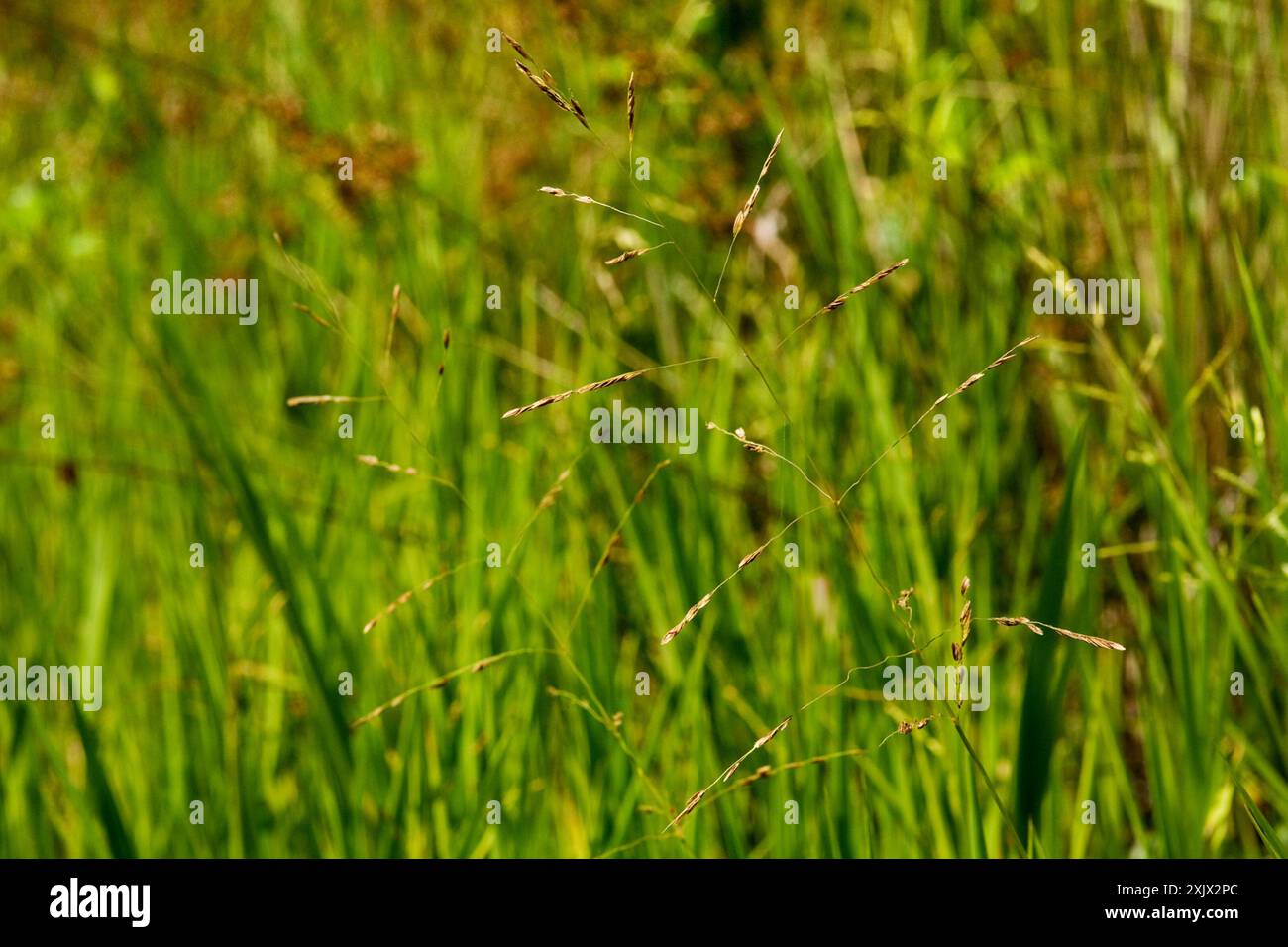 rice cutgrass (Leersia oryzoides) Plantae Stock Photo - Alamy