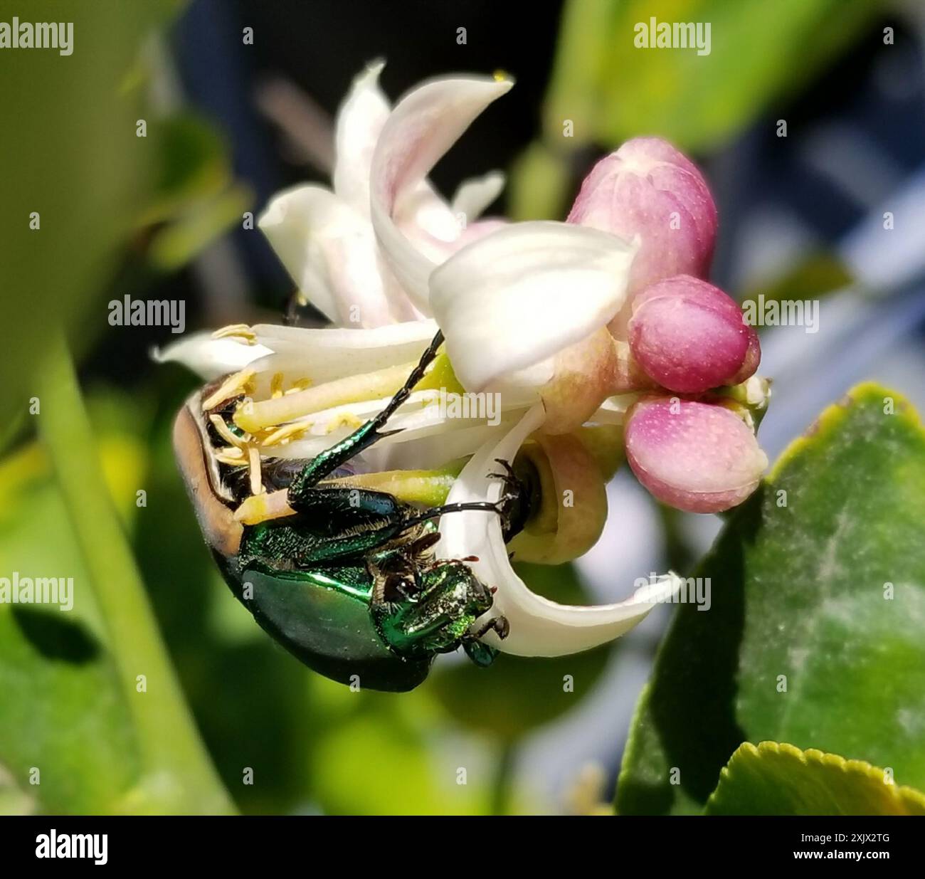 Figeater beetle hi-res stock photography and images - Alamy