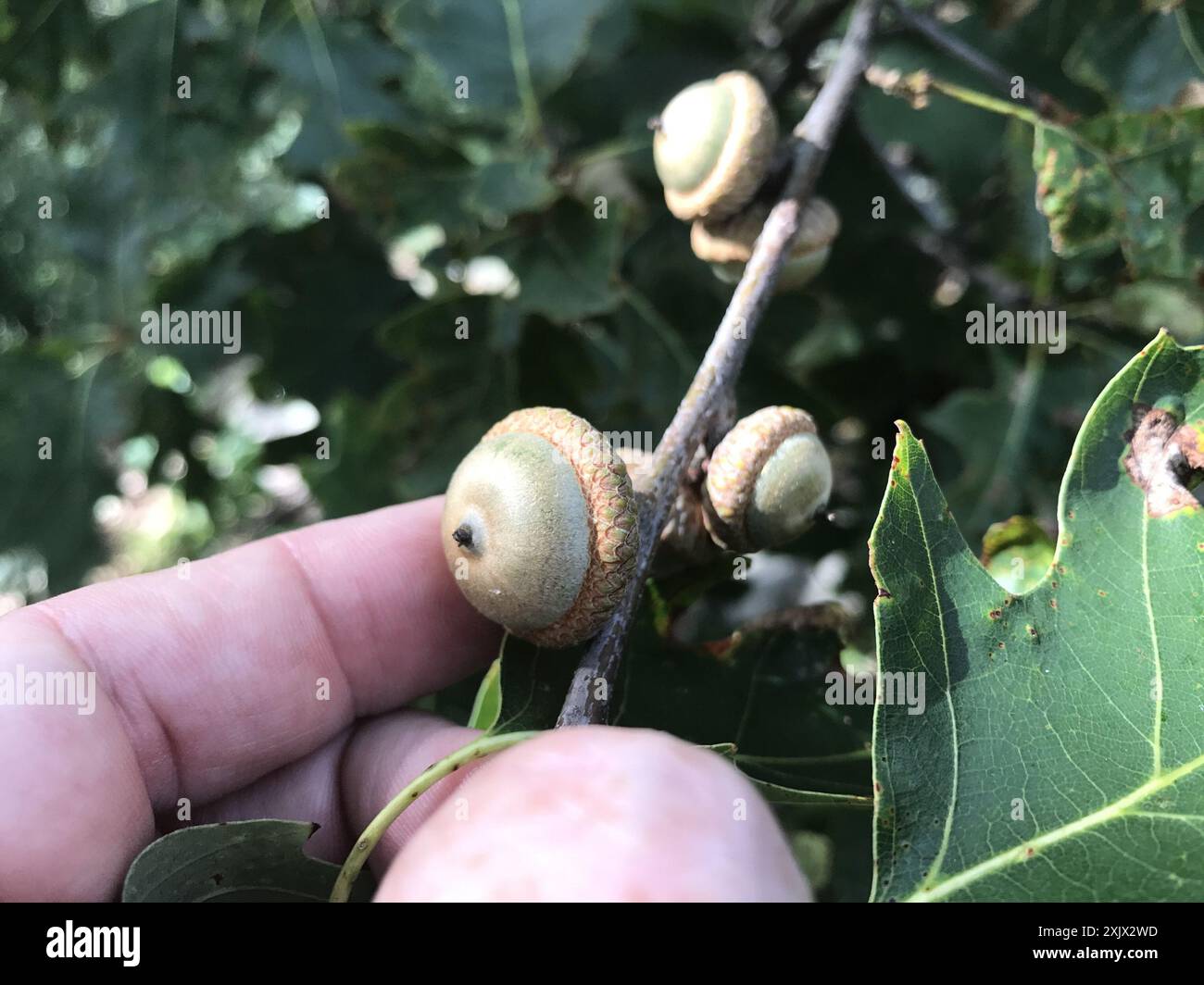Quercus ambigua hi-res stock photography and images - Alamy