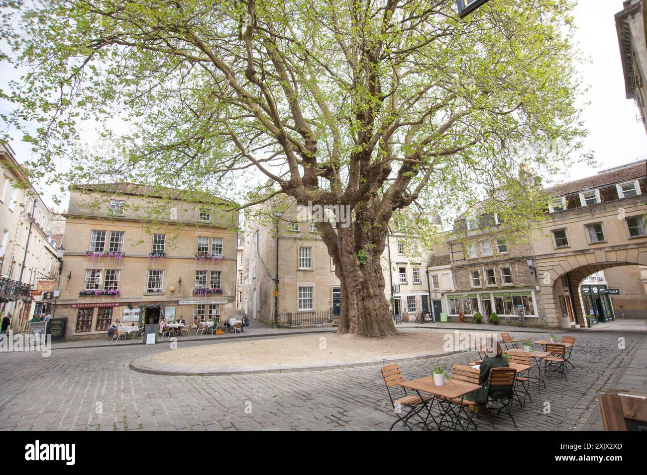 Views of Abbey Green and the Giant Plane Tree in Bath, Somerset in the ...