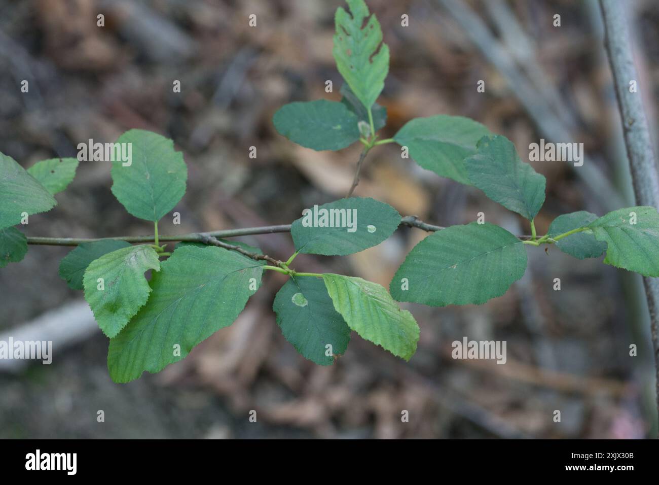 white alder (Alnus rhombifolia) Plantae Stock Photo - Alamy