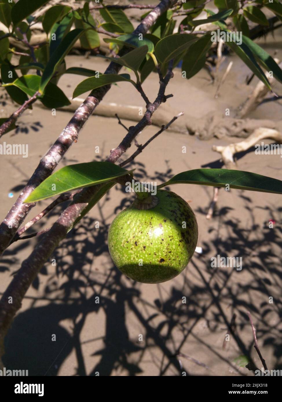 Pond Apple (Annona glabra) Plantae Stock Photo - Alamy