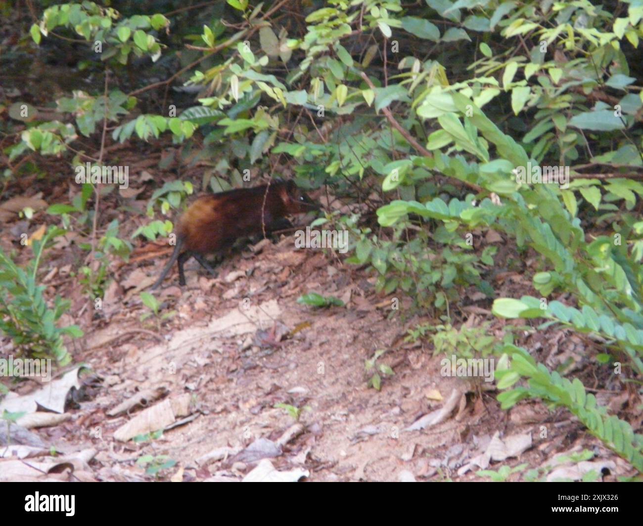Golden rumped sengi hi-res stock photography and images - Alamy