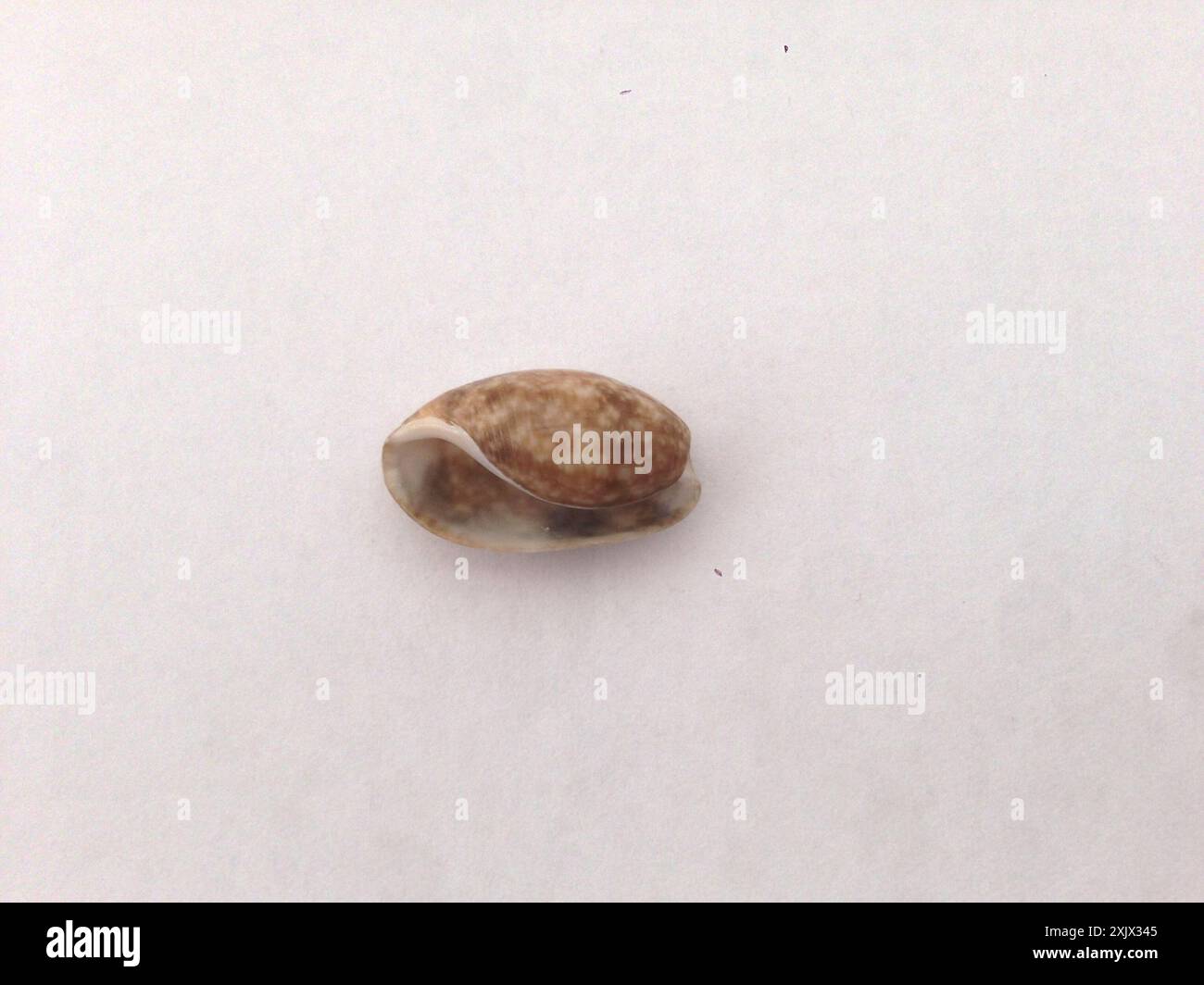 Common Atlantic Bubble (Bulla striata) Mollusca Stock Photo - Alamy