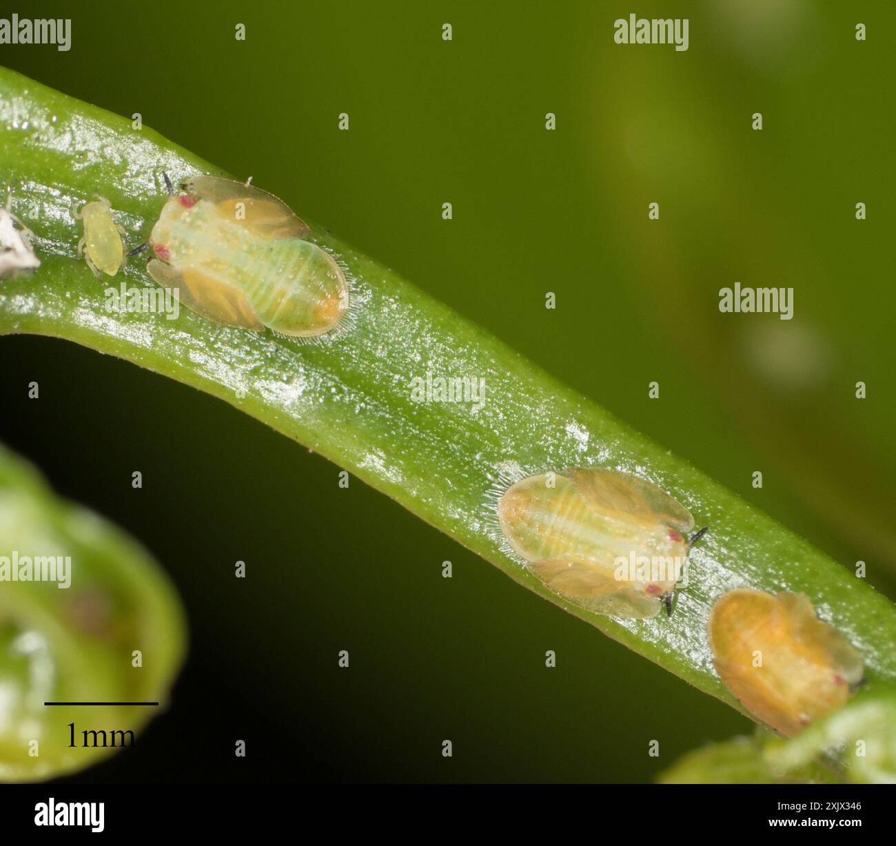 Asian Citrus Psyllid (Diaphorina citri) Insecta Stock Photo - Alamy