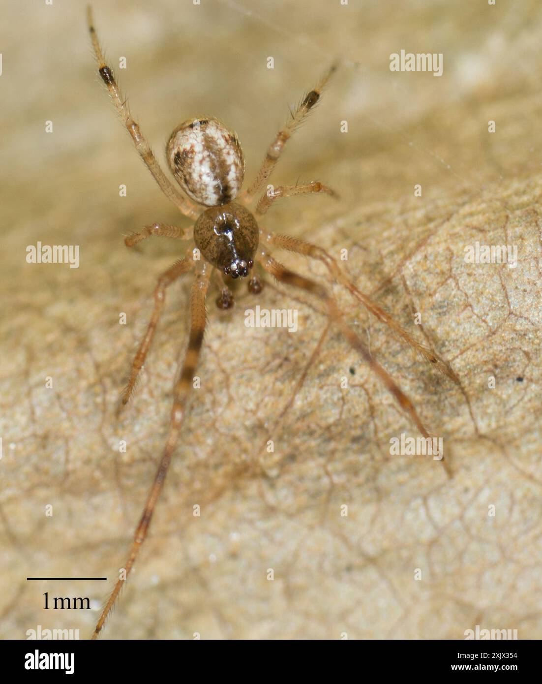 Comb-footed Spiders (Theridiidae) Arachnida Stock Photo - Alamy